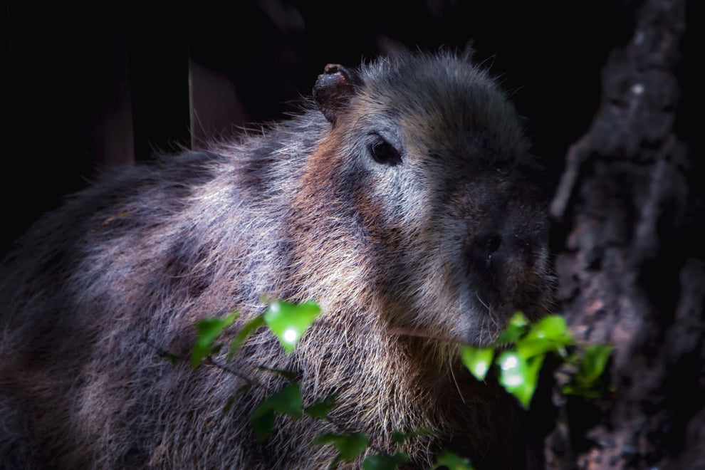 Capybara Adoption Pack – Exotic Zoo Telford