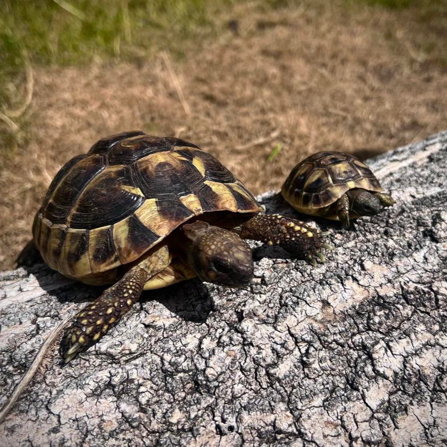 Tortoise Adoption Pack – Exotic Zoo Telford