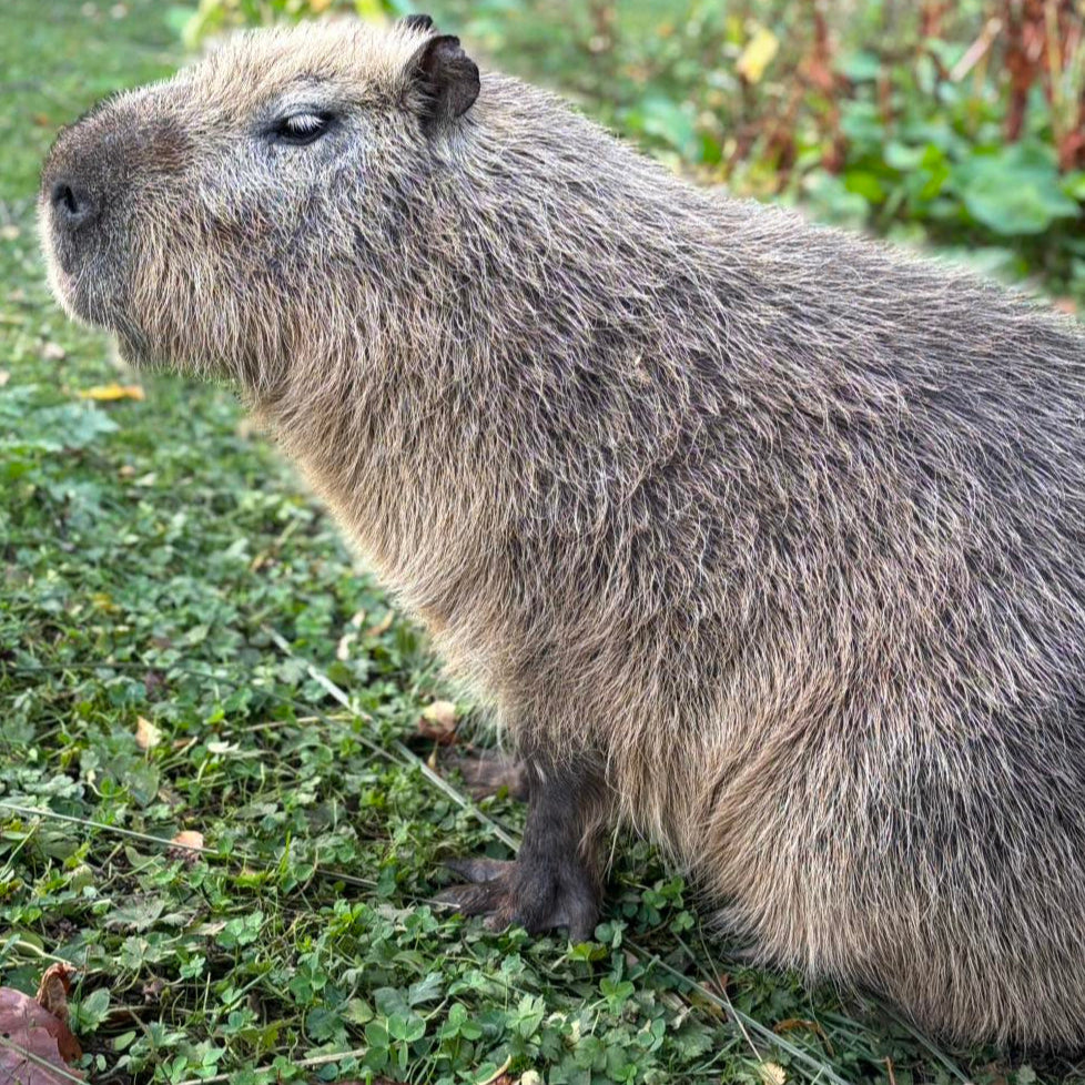 Capybara Adoption Pack – Exotic Zoo Telford