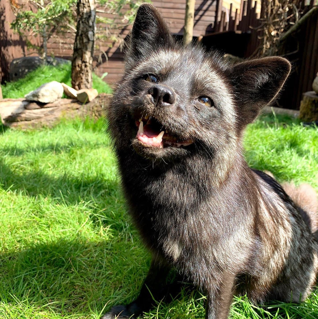 Experience – Exotic Zoo Telford
