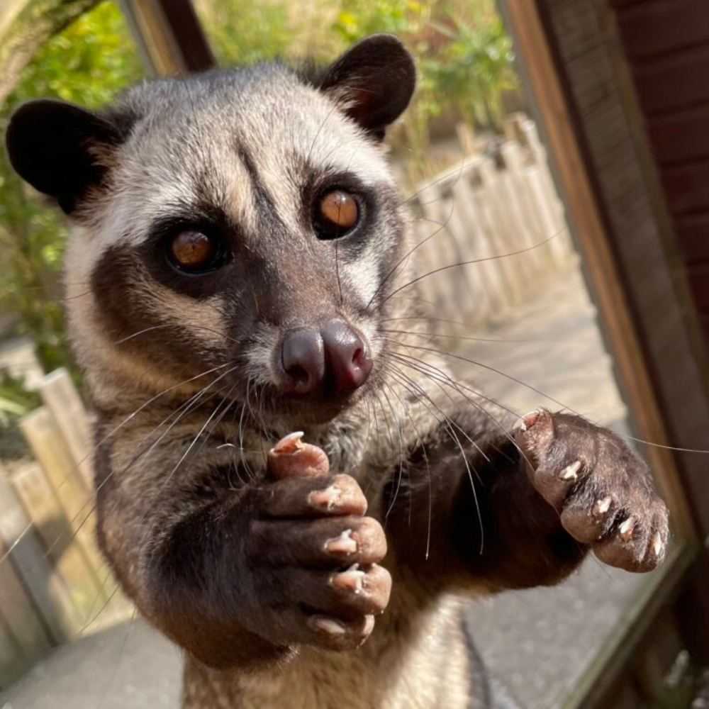 VIP Private Carnivore Feeding Experience for 2 – Exotic Zoo Telford
