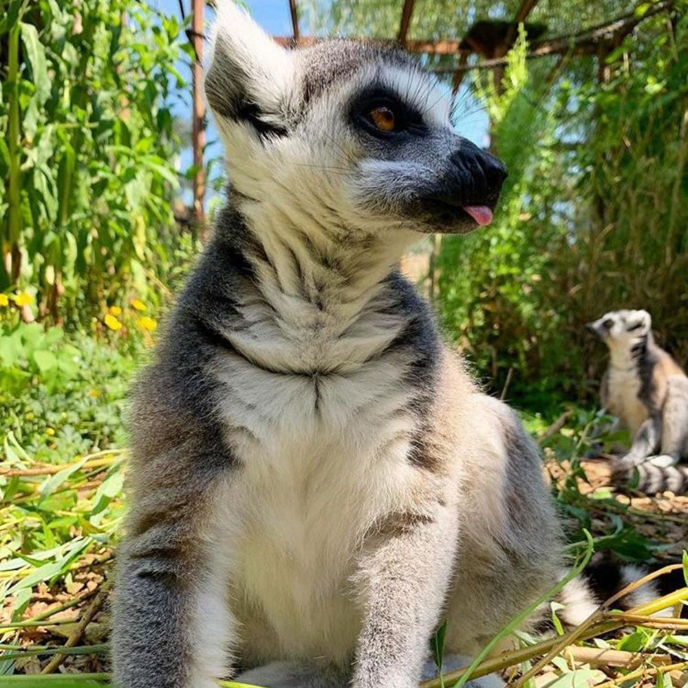 VIP Private Lemur Experience – Exotic Zoo Telford