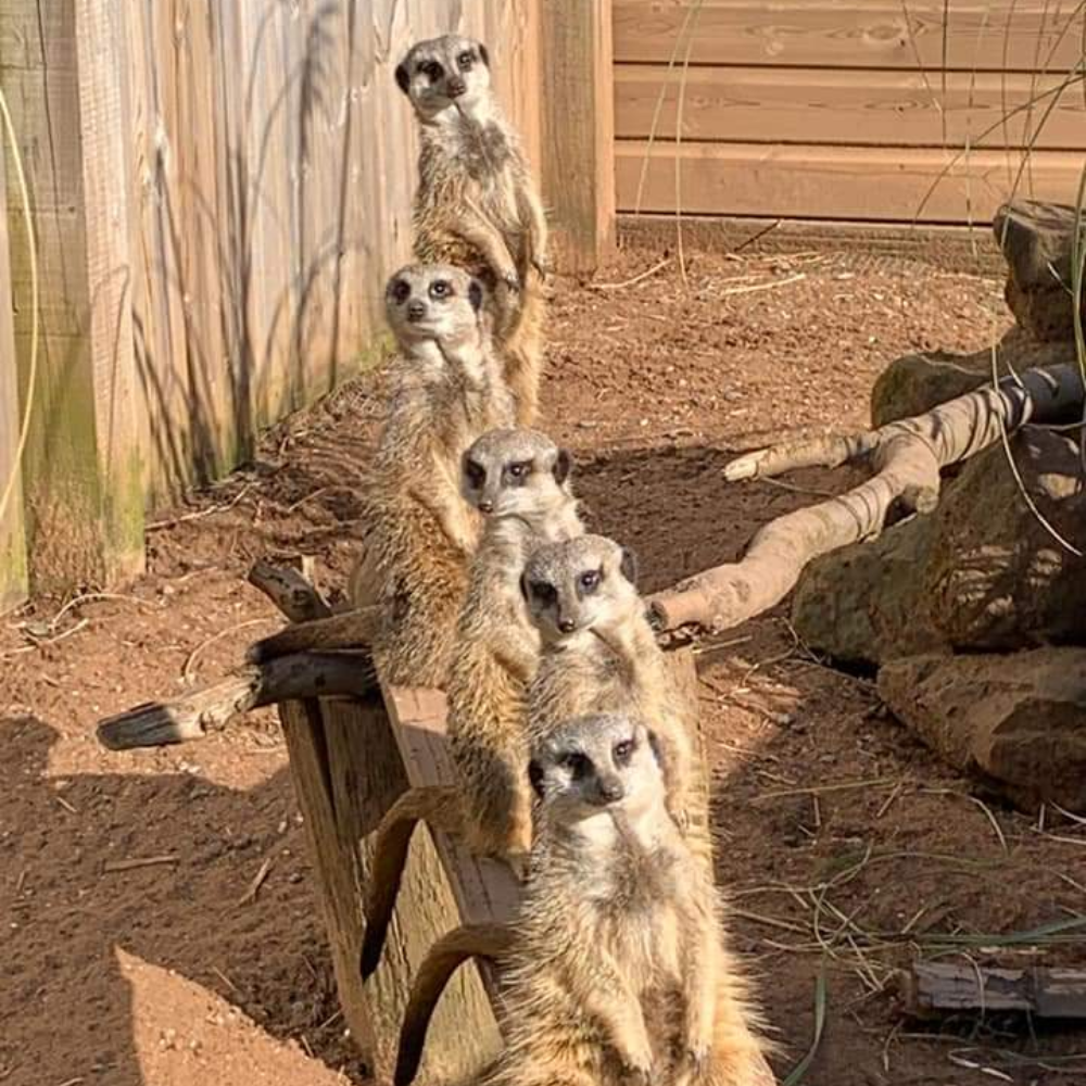 VIP Private Meerkat Experience – Exotic Zoo Telford