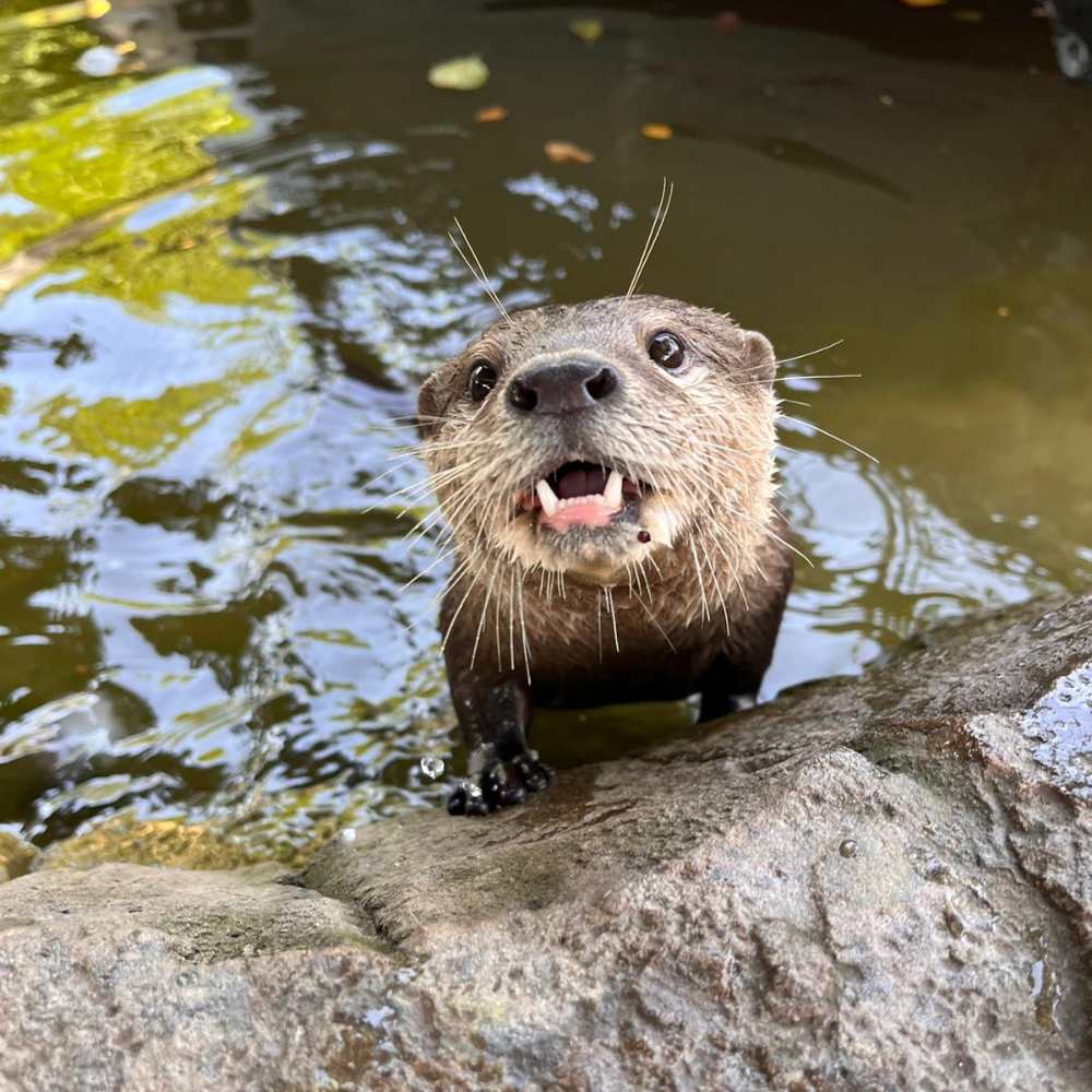 VIP Private Otter Experience for 2 – Exotic Zoo Telford
